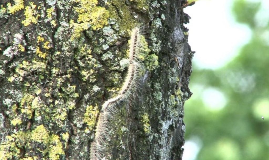 Eikenprocessierups en de bestrijding. - Burgerbelangen Raalte